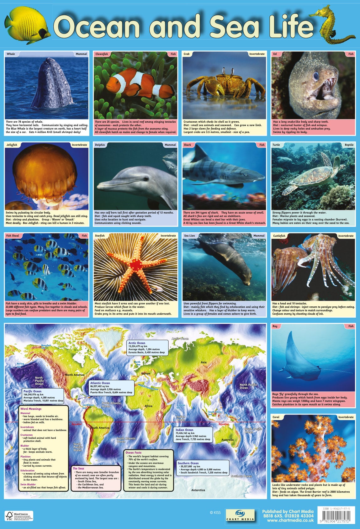 Ocean Sea Creatures Posters