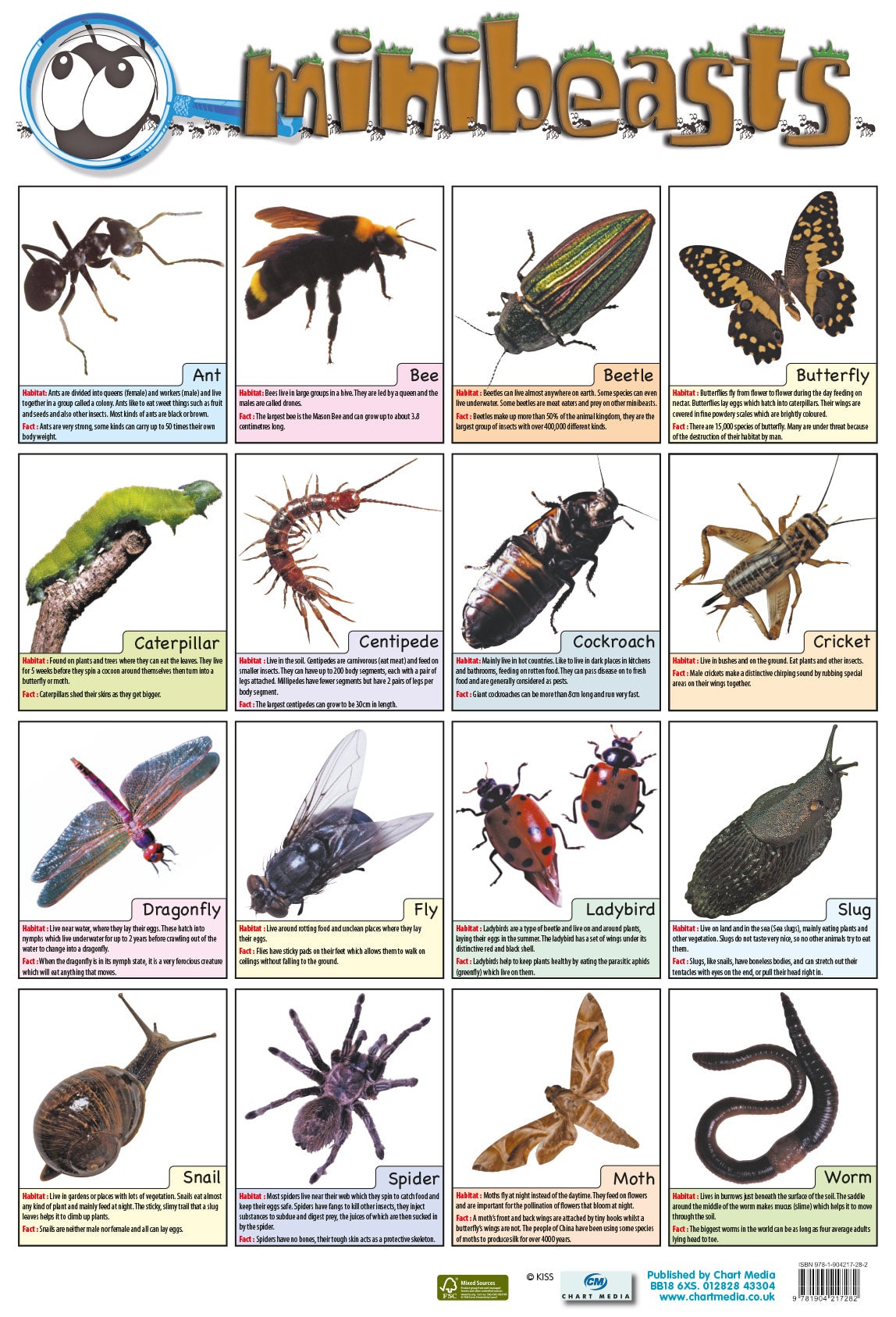 Minibeasts Poster | chartmedia . Educational Wallcharts and Posters